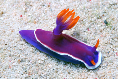 Purple Nudibranch - Chromodoris spp.