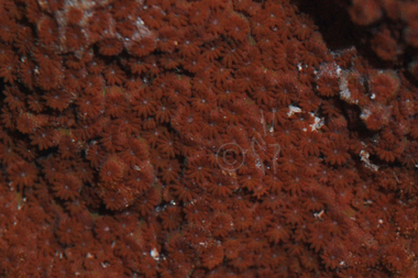 Encrusting Montipora - Montipora spp.