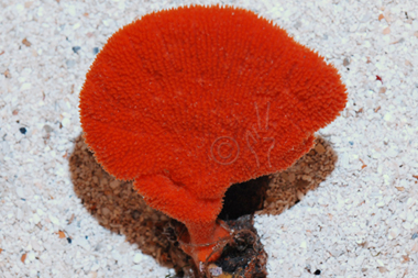 Orange Fan Sponge - Axinella bookhouti