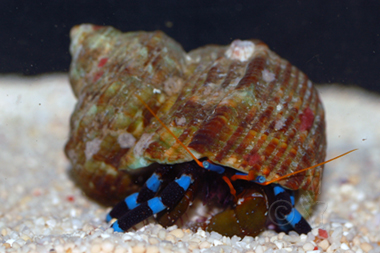 Electric Blue Knuckle Hermit Crab - Calcinus elegans
