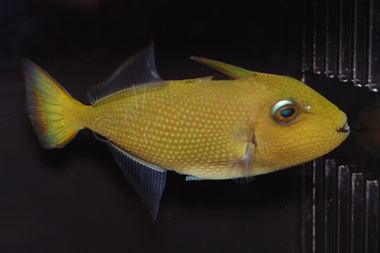 Blue Jaw Triggerfish - Xanthichthys auromarginatus