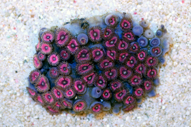 Ultra Metallic Pink Zoanthids - Zoanthus spp.