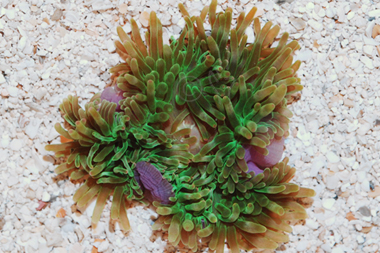 Bubble Anemone - Purple Base - Entacmaea quadricolor