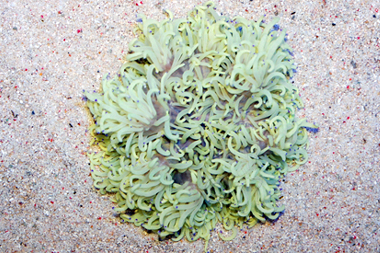 Blue Tip Sebae Anemone - Heteractis crispa