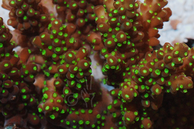 TriColor Acro Coral - Acropora valida