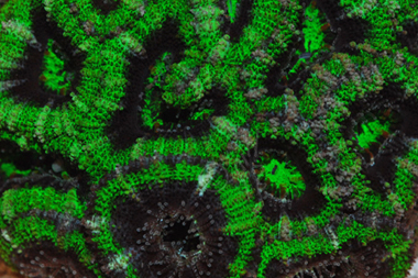 UFO Aussie Acan Lord Brain - Acanthastrea lordhowensis