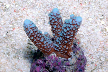 Blue Staghorn Acro - Cultured - Acropora sp.