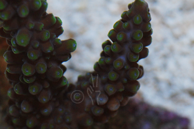 Blue Staghorn Acro - Cultured - Acropora sp.