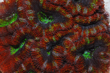 Taste the Rainbow Aussie Acan Lord Brain - Acanthastrea lordhowensis