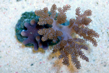 Kenya Tree and Crown Leather Coral Combo - Cultured - Capnella spp ...