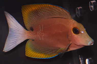 Flame Fin Tang - Ctenochaetus tominiensis
