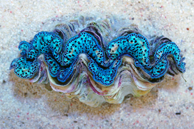 Ultra Blue Maxima Clam - Tridacna maxima