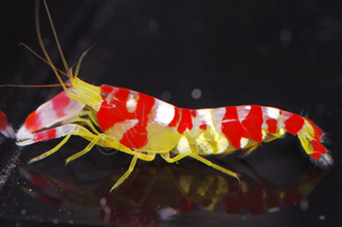 Candy Stripe Pistol Shrimp - Alpheus randalli