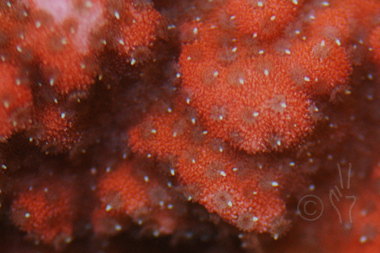Orange Encrusting Monti - Montipora nodosa