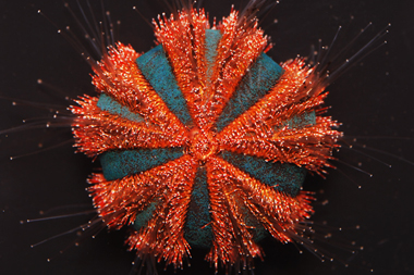 Royal Urchin - Mespilia globulus