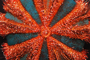 Red Royal Urchin - Mespilia globulus