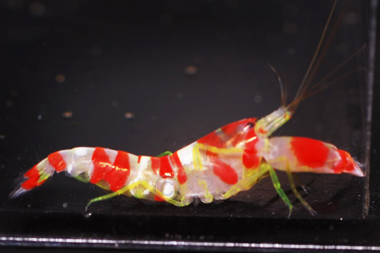 Candy Stripe Pistol Shrimp - Alpheus spp.