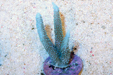 True Blue Staghorn Acro Coral - Cultured - Acropora spp.