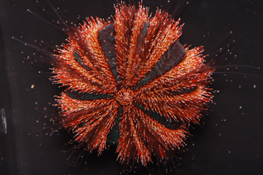 Royal Urchin - Mespilia globulus