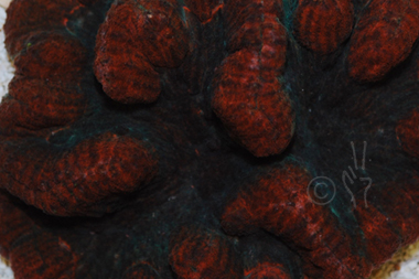 Purple and Red Symphyllia Brain Coral - Symphyllia spp.