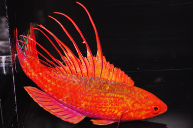 Blue Flasher Wrasse - Paracheilinus cyaneus