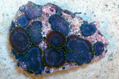 Green Rimmed Purple Bullseye Mushrooms - Rhodactis spp.