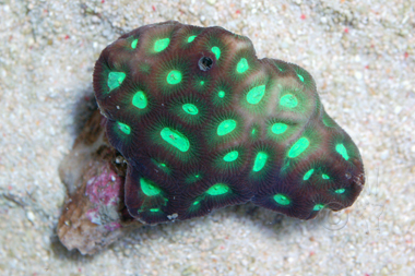 Green Eye Favites Brain Coral - Favites spp.