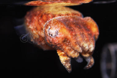 Cuttlefish - Tank Raised - Sepia spp./Sepia bandensis