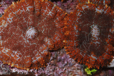 Orange Bullseye Mushrooms - Rhodactis spp.