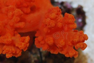Orange Soft Coral - Cultured - Scleronephthya sp.