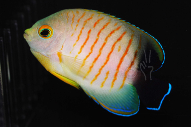 Eibl's Angelfish - Centropyge eibli