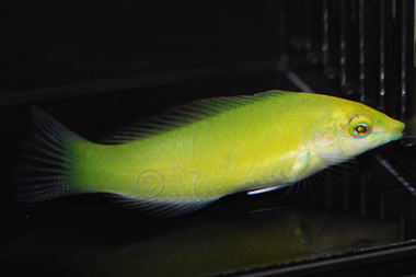 Green Coris Wrasse - Halichoeres chloropterus
