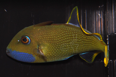Blue Jaw Triggerfish - Male - Xanthichthys auromarginatus