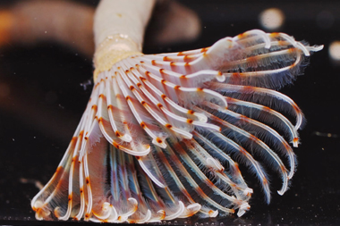 Pink and White Dwarf Feather Duster - Bispira spp.