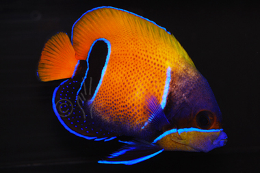 Majestic Angelfish - Pomacanthus (Euxiphipops) navarchus