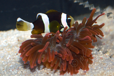TR Pearl-Eye Clarkii Clownfish hosting with Rose Bubble Anemone ...