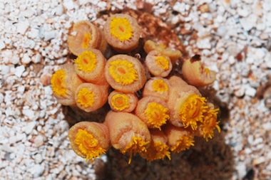 Yellow Sun Polyps - Tubastrea spp.