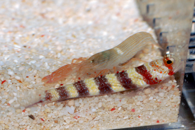 Wheeler's Watchman Goby and Pistol Shrimp Pair - Amblyeleotris wheeleri ...