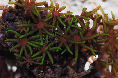 Star Polyps - Pachyclavularia spp.