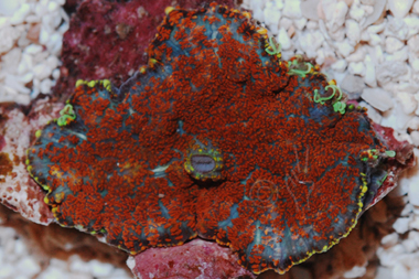 Red Bullseye Mushroom - Rhodactis spp.