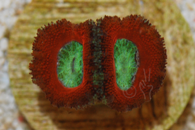 Green Center Red Acan Lord - Frag - Acanthastrea lordhowensis
