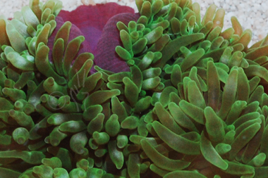 Green Bubble Anemone - Purple Base - Entacmaea quadricolor