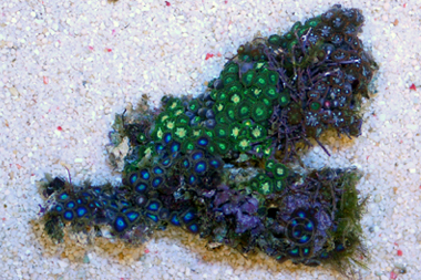 Ultra Blue and Neon Green Zoanthids - Zoanthus spp.