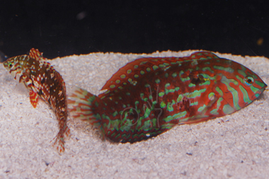 Mauritius Jewel Leopard Wrasse - Wild Caught Pair - Macropharyngodon ...