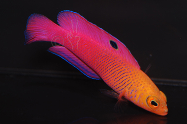 Oblique-lined Dottyback - Cypho purpurascens