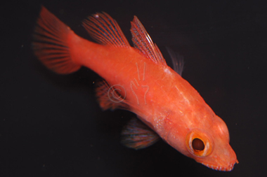 Ruby Red Cardinal - Apogon spp.