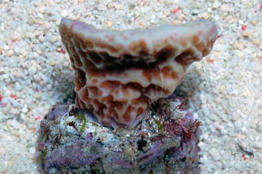 Red Polyp Purple Rim Scrolling Monti - Maricultured - Montipora spp.