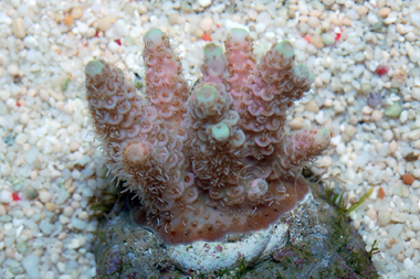 Cute Little Pink Mille Acro - Maricultured - Acropora millepora
