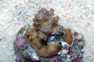 TriColor Acro - Maricultured - Acropora valida