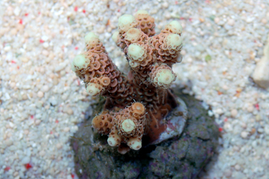 Yellow Tip Pink Mille Acro - Maricultured - Acropora millepora
